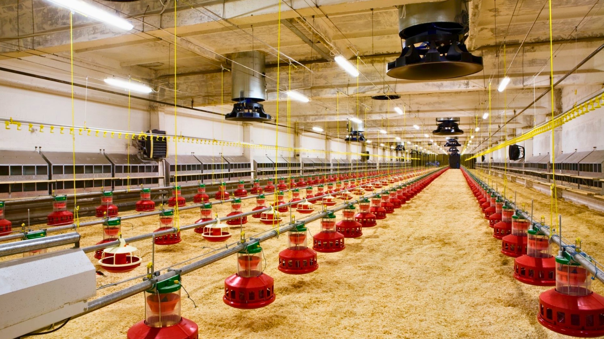 Vazio sanitário na avicultura define desempenho do lote e exige atenção ...